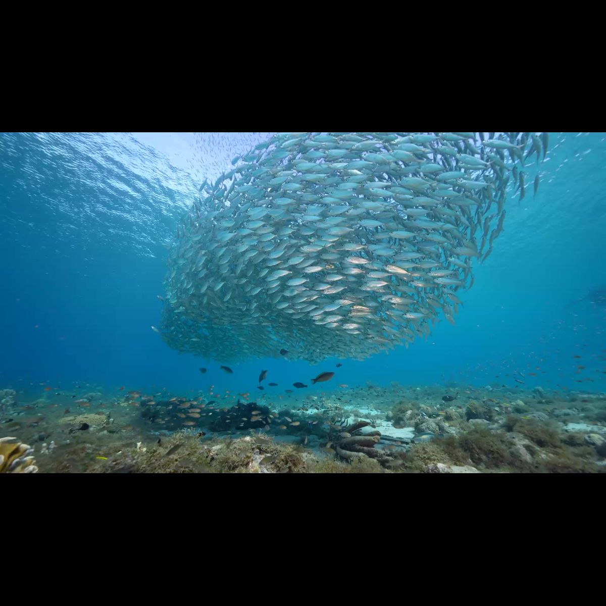 Des solutions durables dans les produits de la mer