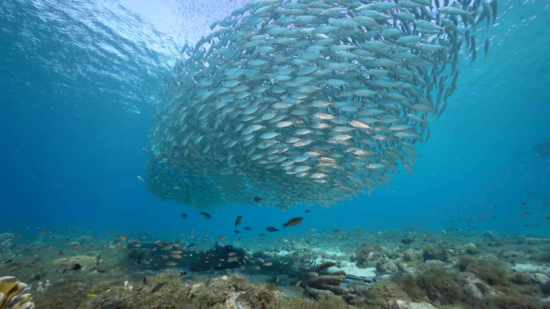 Sustainable Seafood Solutions