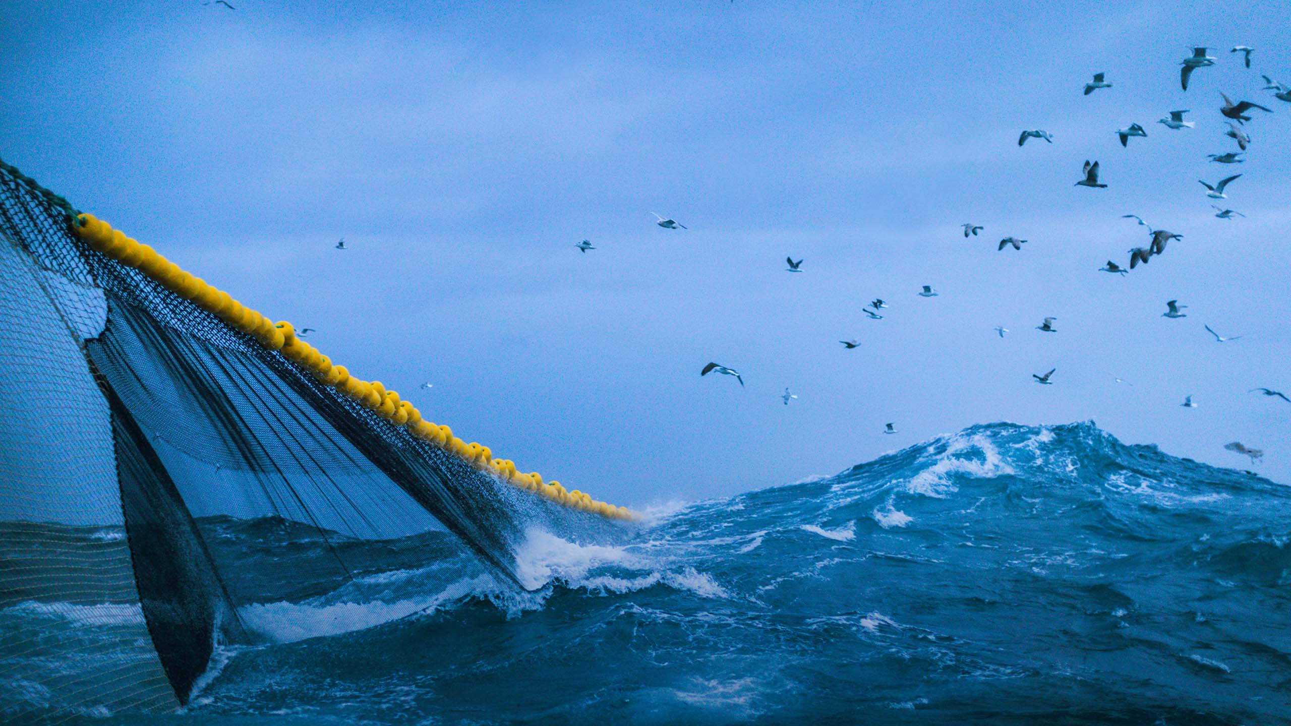 Sustainable Seafood Solutions